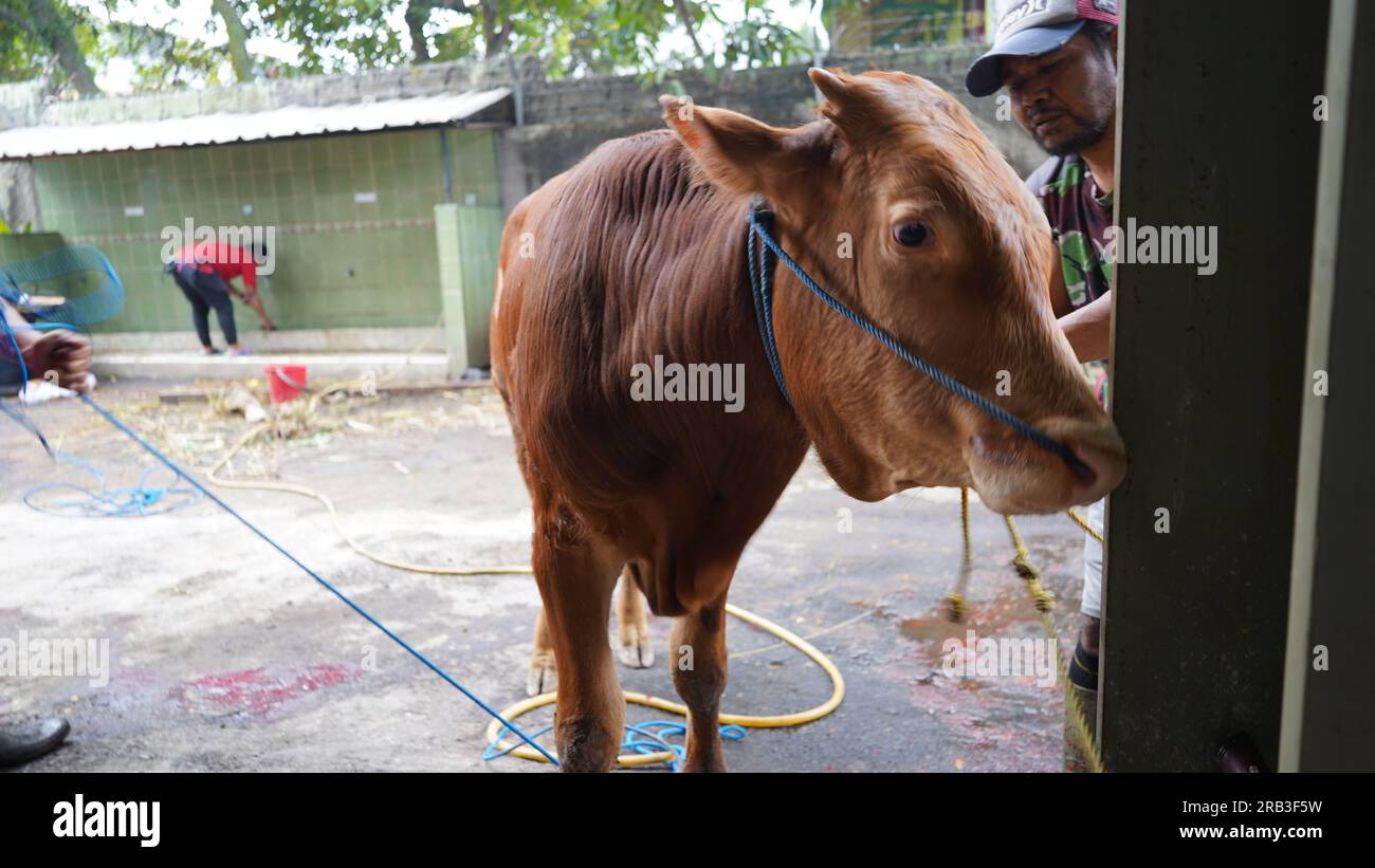 preparation before slaughtering cows, on Eid al-Adha Stock Photo - Alamy