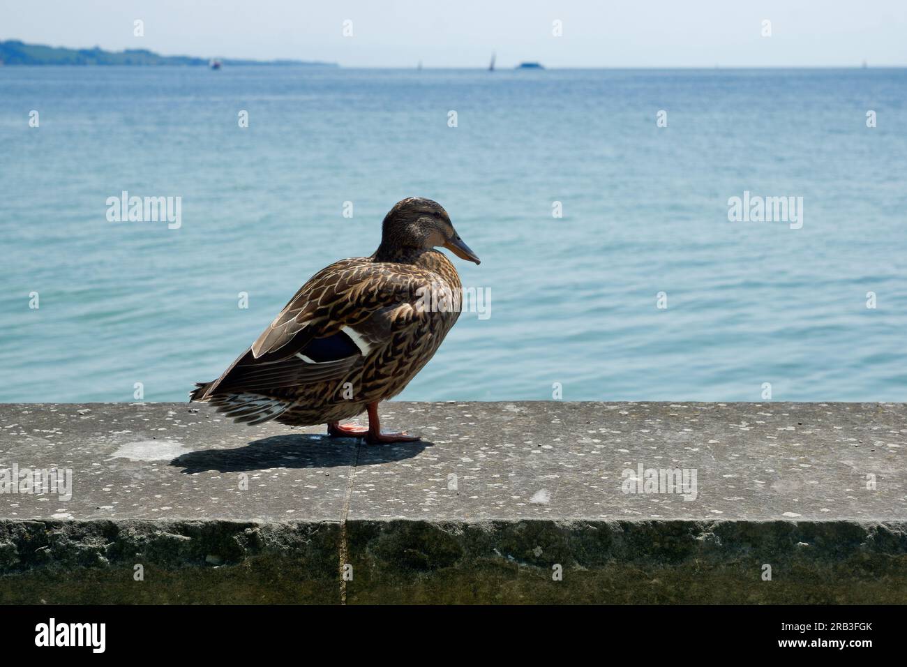 Blossoms on the island mainau hi-res stock photography and images - Alamy