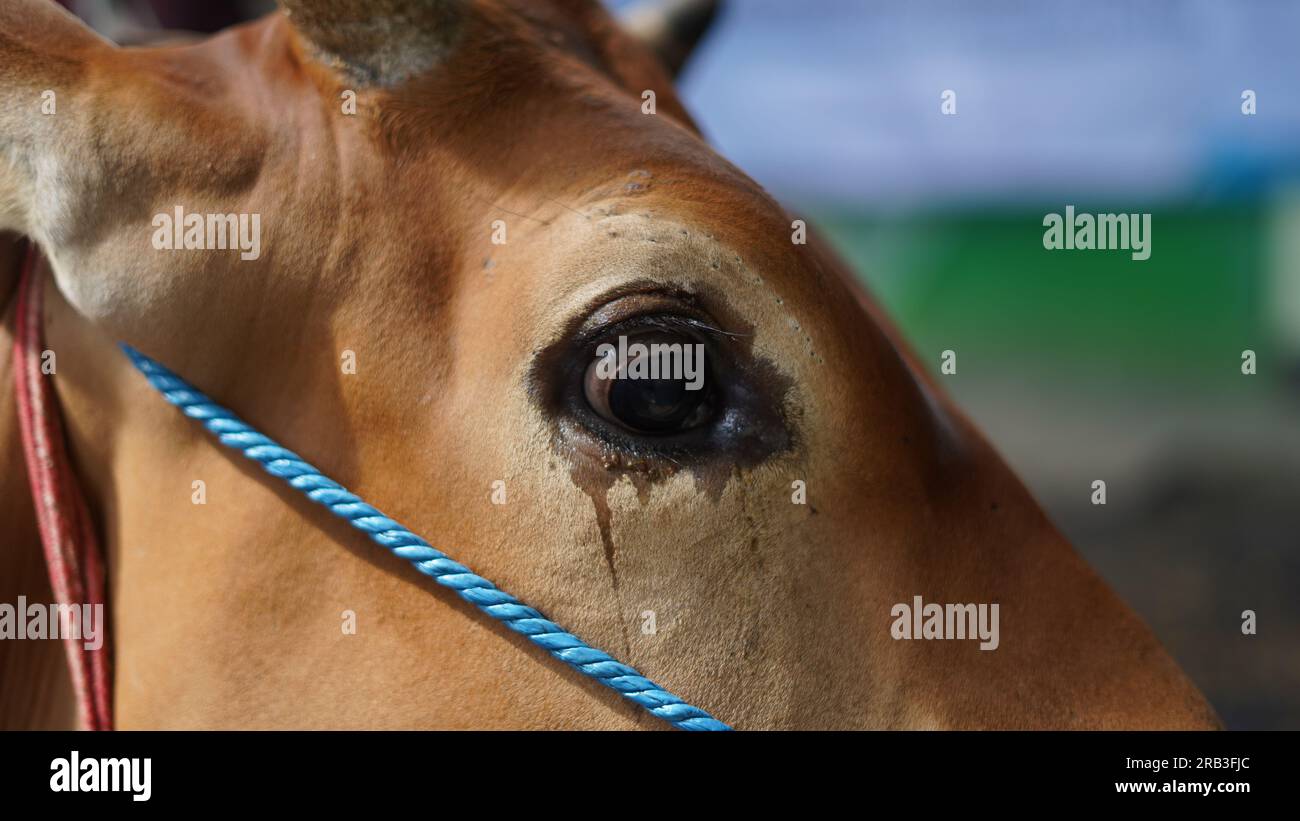 crying cows before sacrifice in eid al adha Stock Photo - Alamy