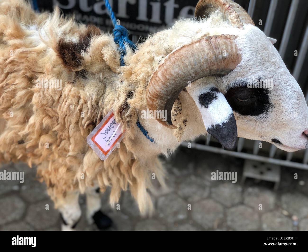 Sheep sacrifice hi-res stock photography and images - Alamy