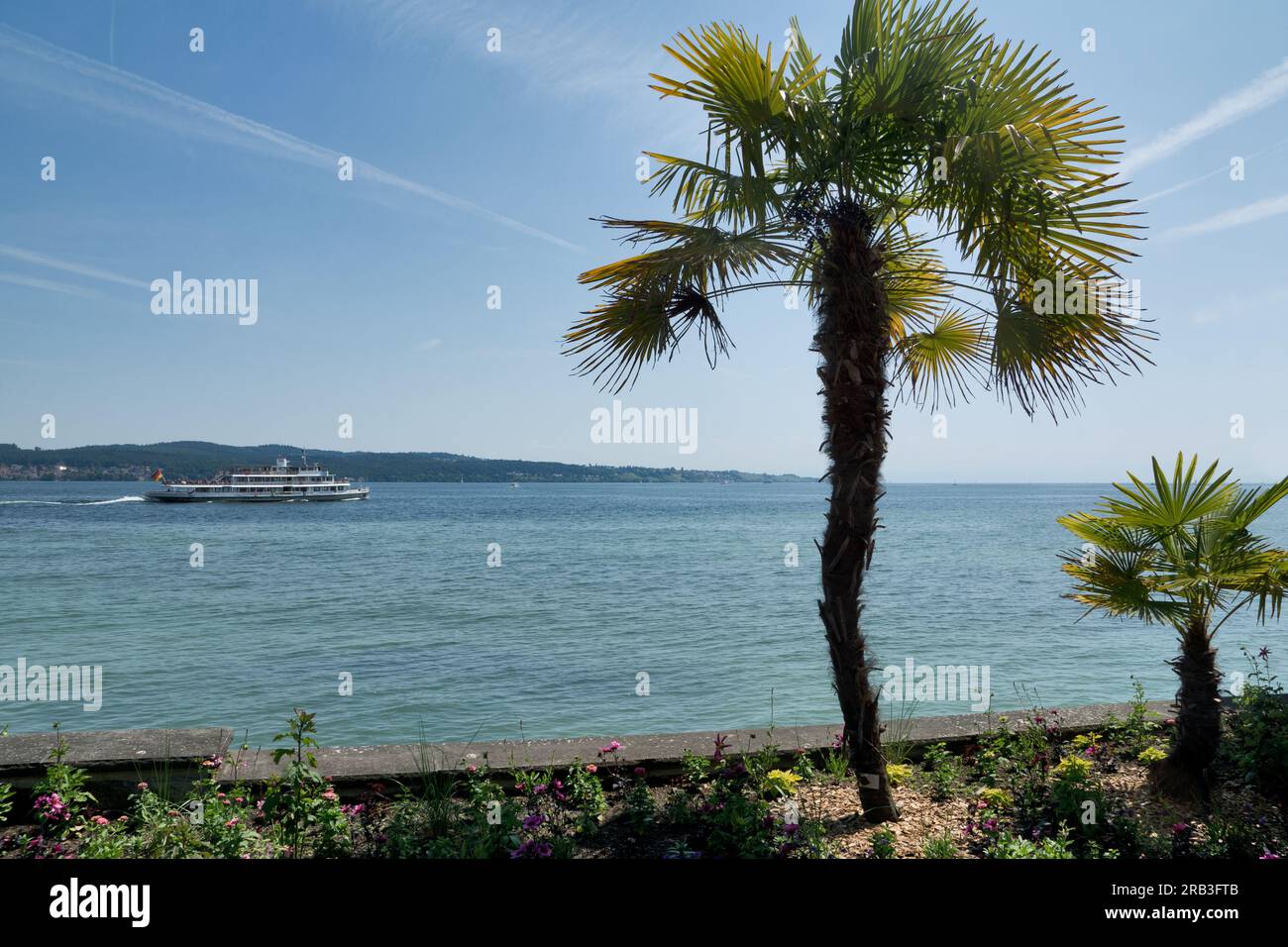 Mainau Island, Germany: palms on the lakeshore Stock Photo - Alamy
