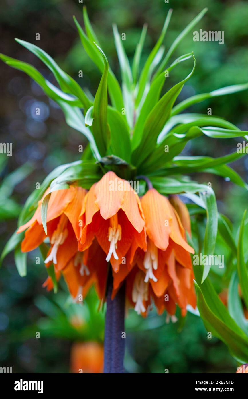 Fritillaria imperialis 'William Rex', aka Crown Imperial: RHS Rosemoor ...