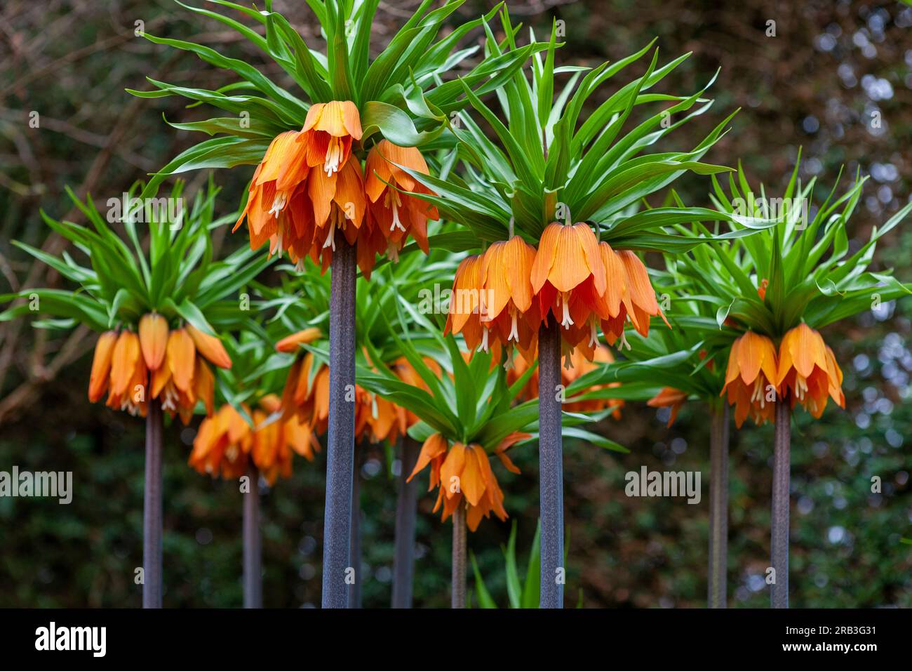 Fritillaria imperialis 'William Rex', aka Crown Imperial: RHS Rosemoor ...