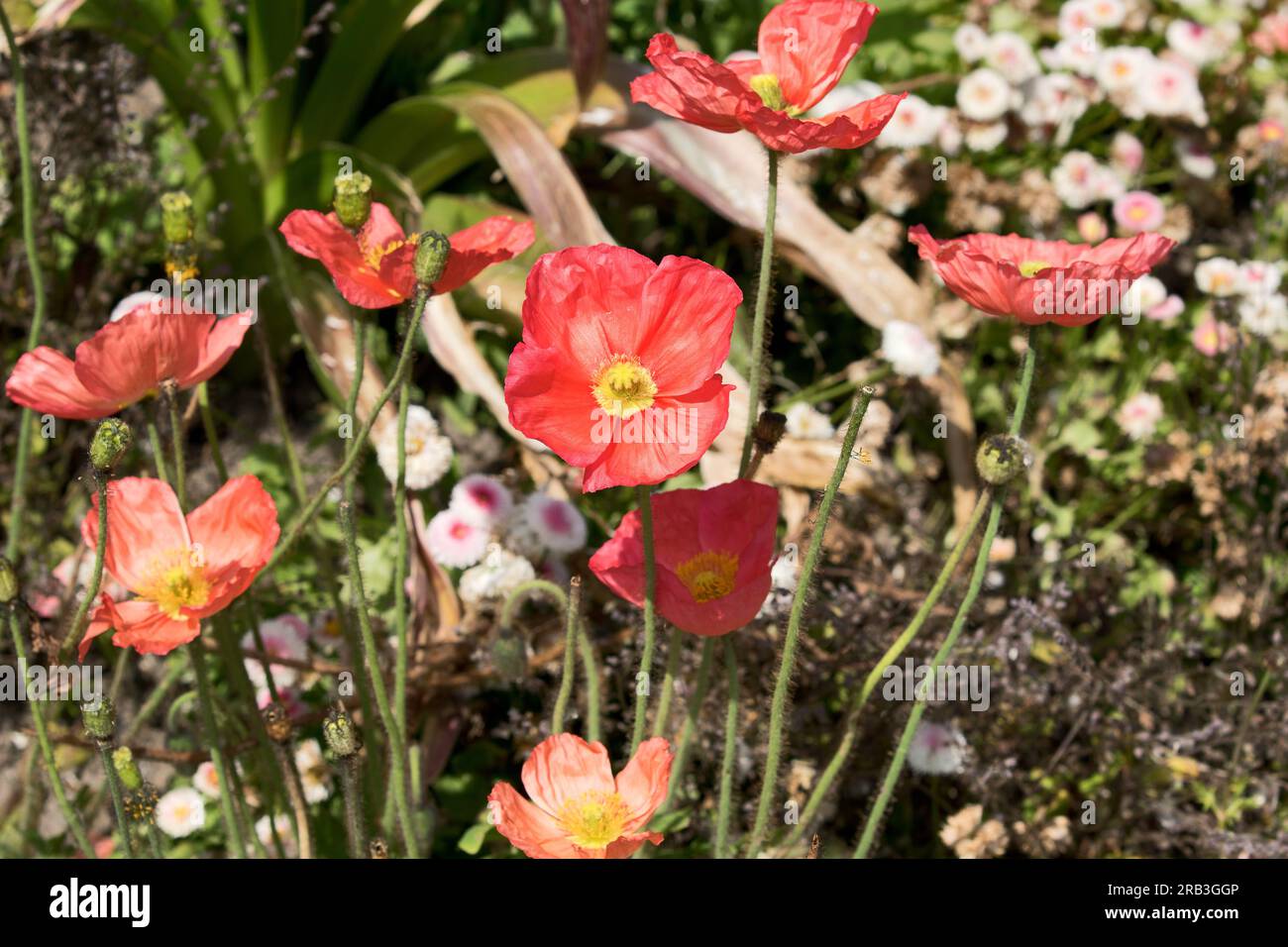 Mainau Island, Germany: flowering perennials. Blossom splendour in the ...