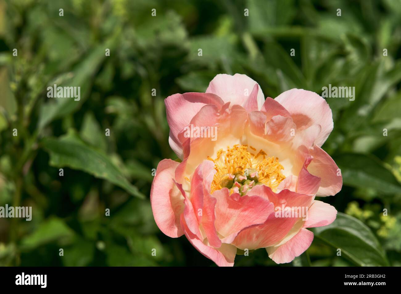 Mainau Island, Germany: Roses. Blossom splendour in the botanical ...