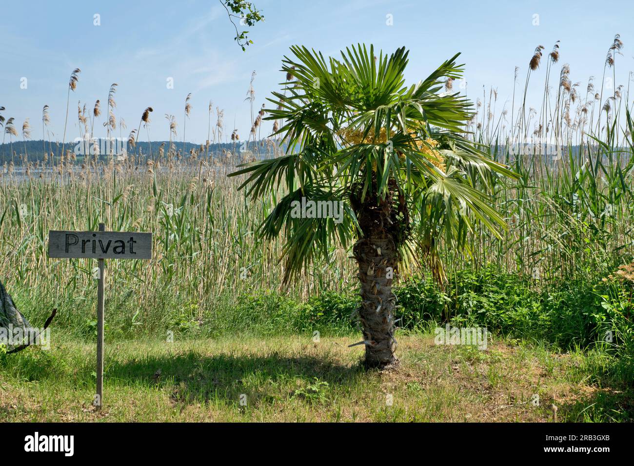 Island of Reichenau, Germany: palm tree with private sign Stock Photo ...