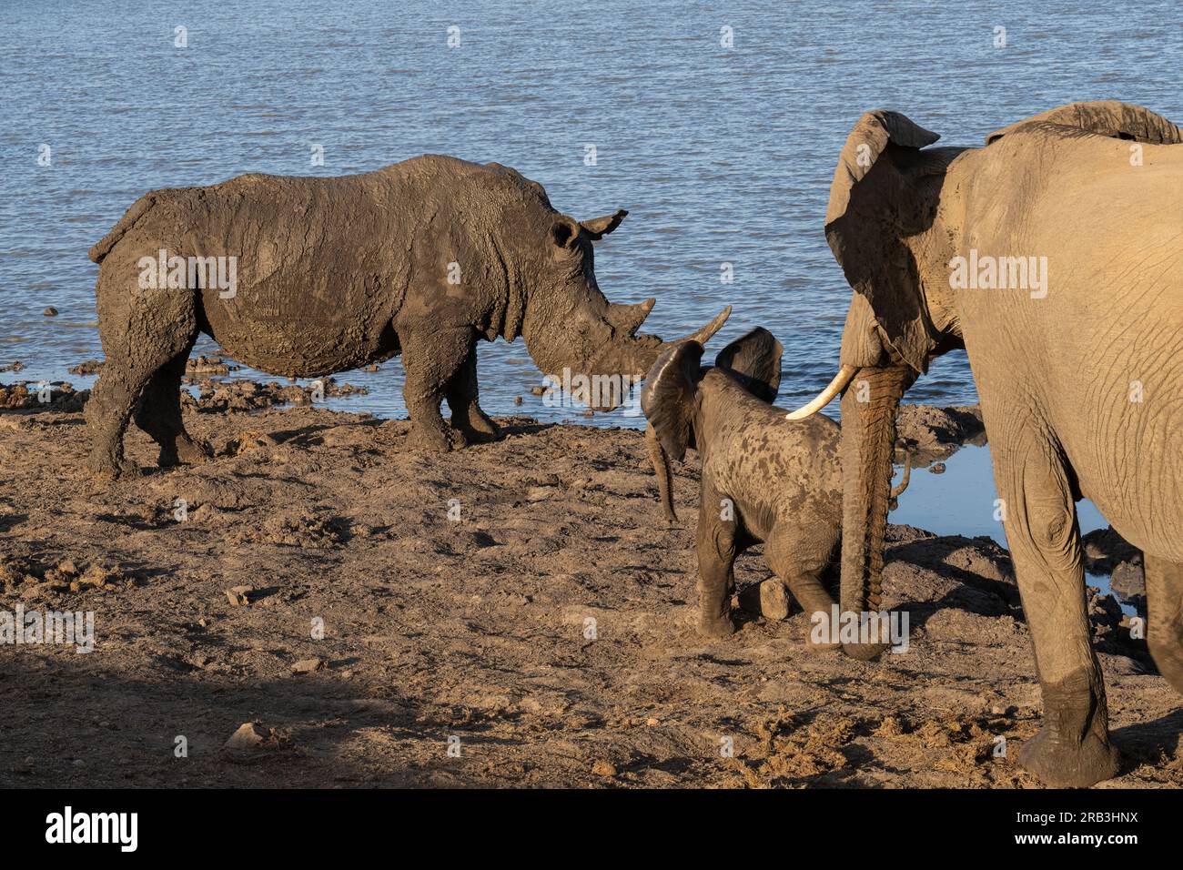 the one year old elephant calf excitedly approaches the white rhino ...