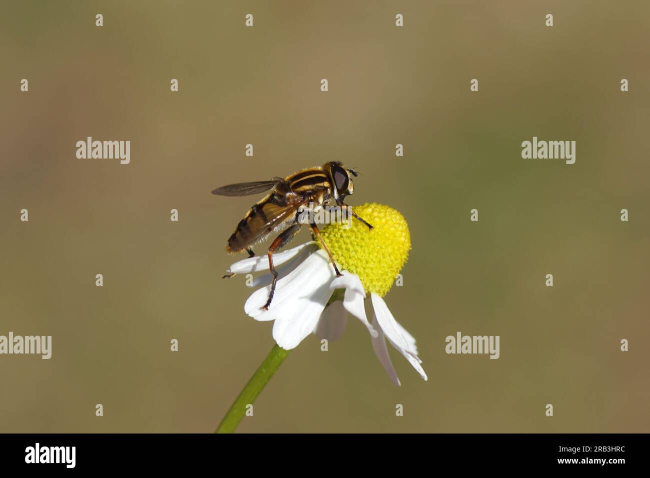 Sun fly Helophilus pendulus of family Syrphidae on flower of chamomile ...