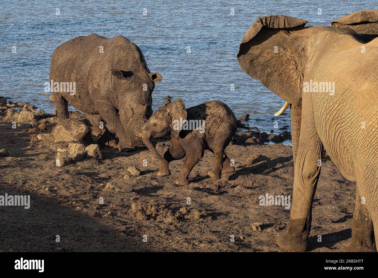 The elephant calf realises this may have been a mistake NORTH WEST ...