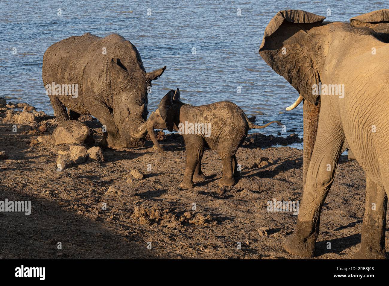 The elephant calf gets trunk to horn with the rhino NORTH WEST, SOUTH ...