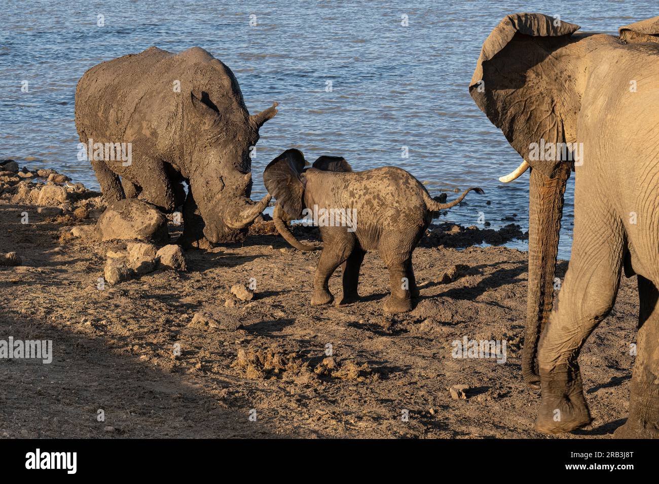 The elephant calf is ready to maker a new friend NORTH WEST, SOUTH ...