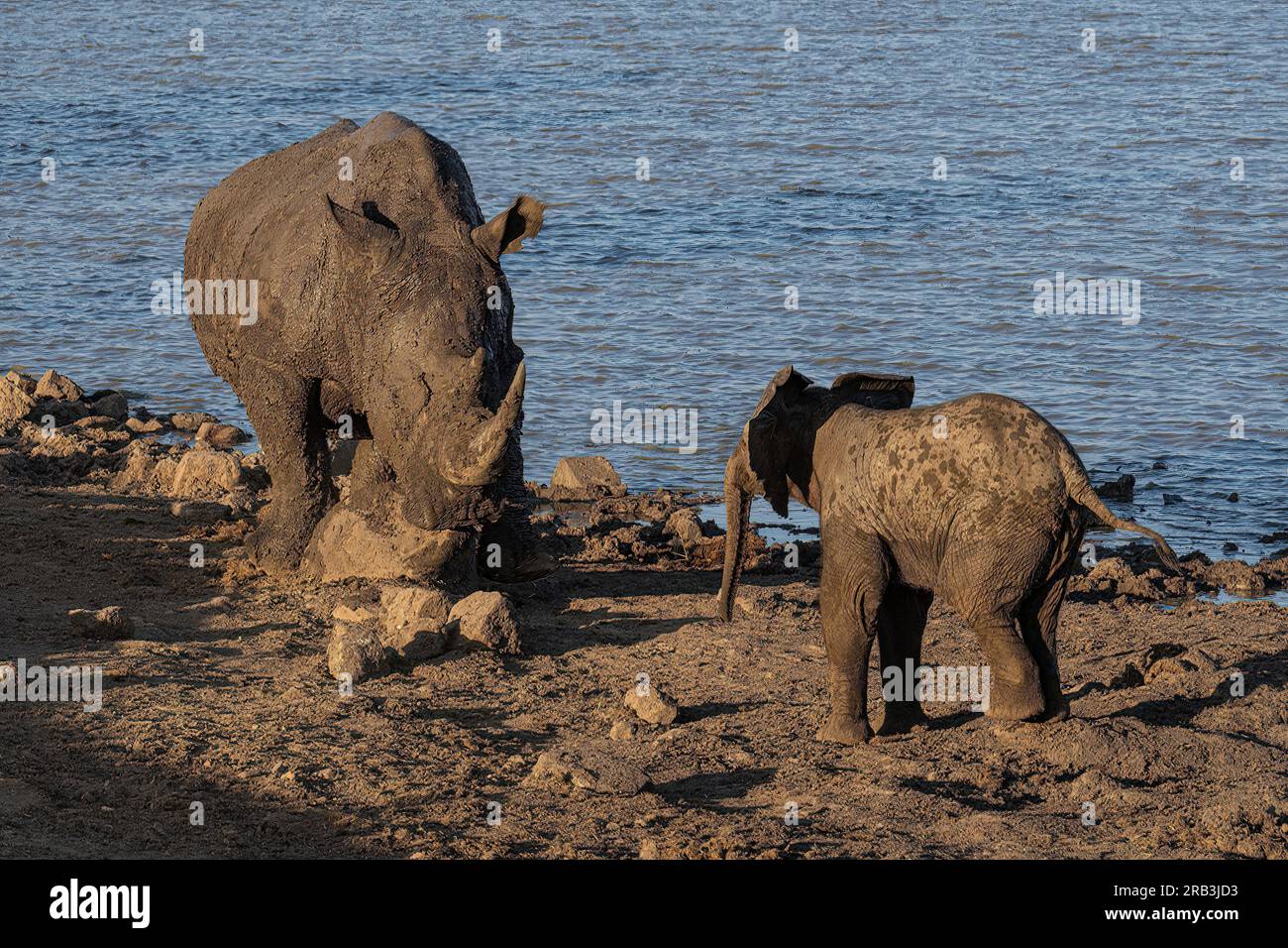 The elephant calf investigating its new playmate NORTH WEST, SOUTH ...