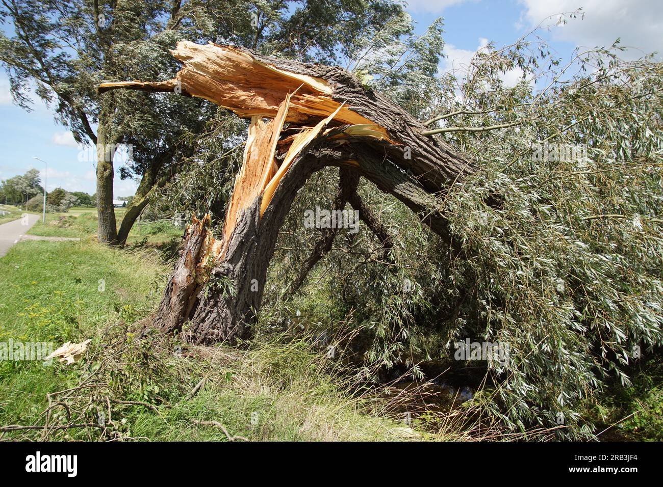 Broken willows hi-res stock photography and images - Alamy