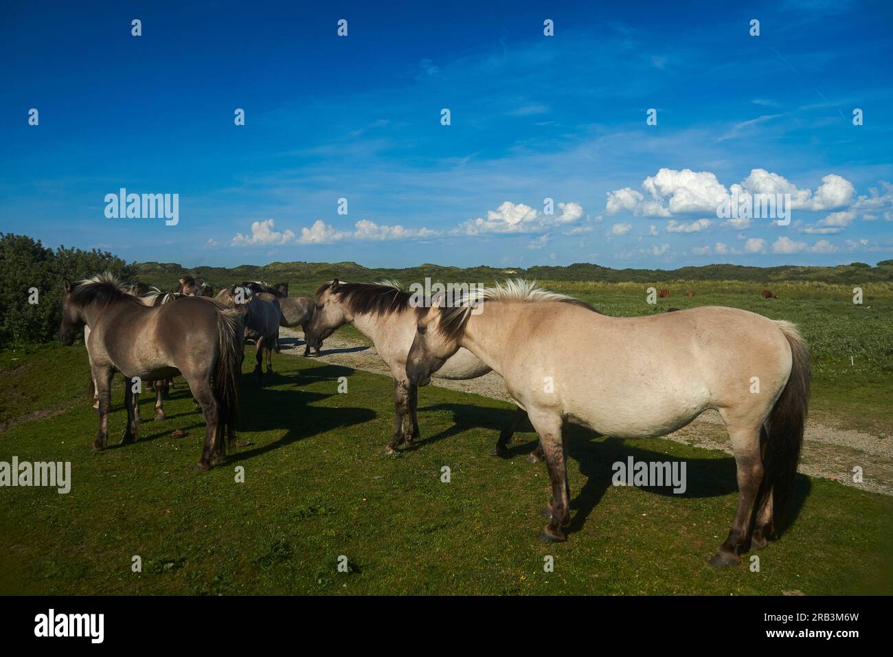 A group of wild horses standing outside in a field in open landscape ...