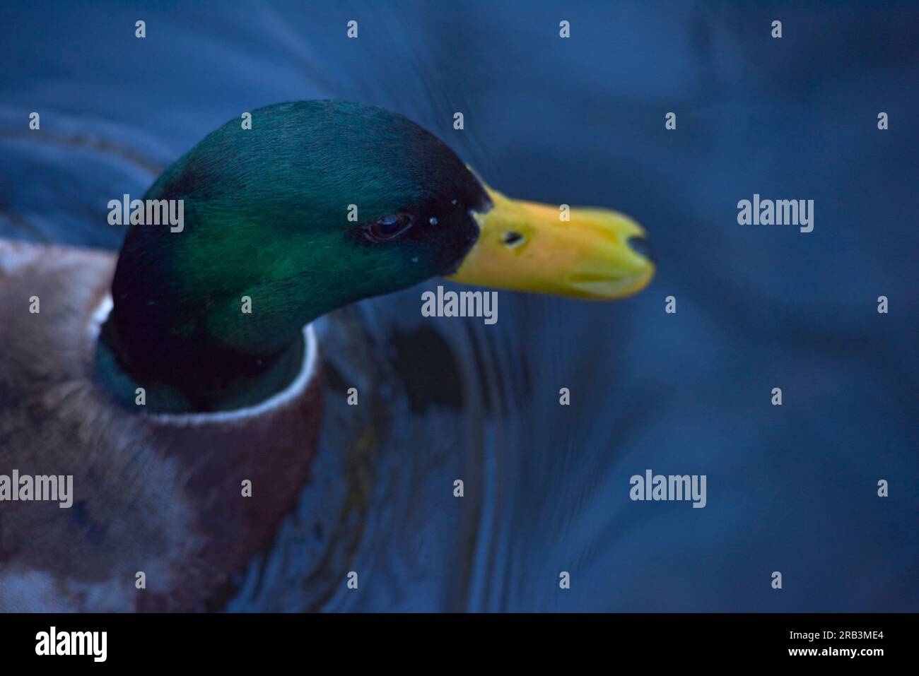 Close up of the head of a male duck with green head and yellow beak ...