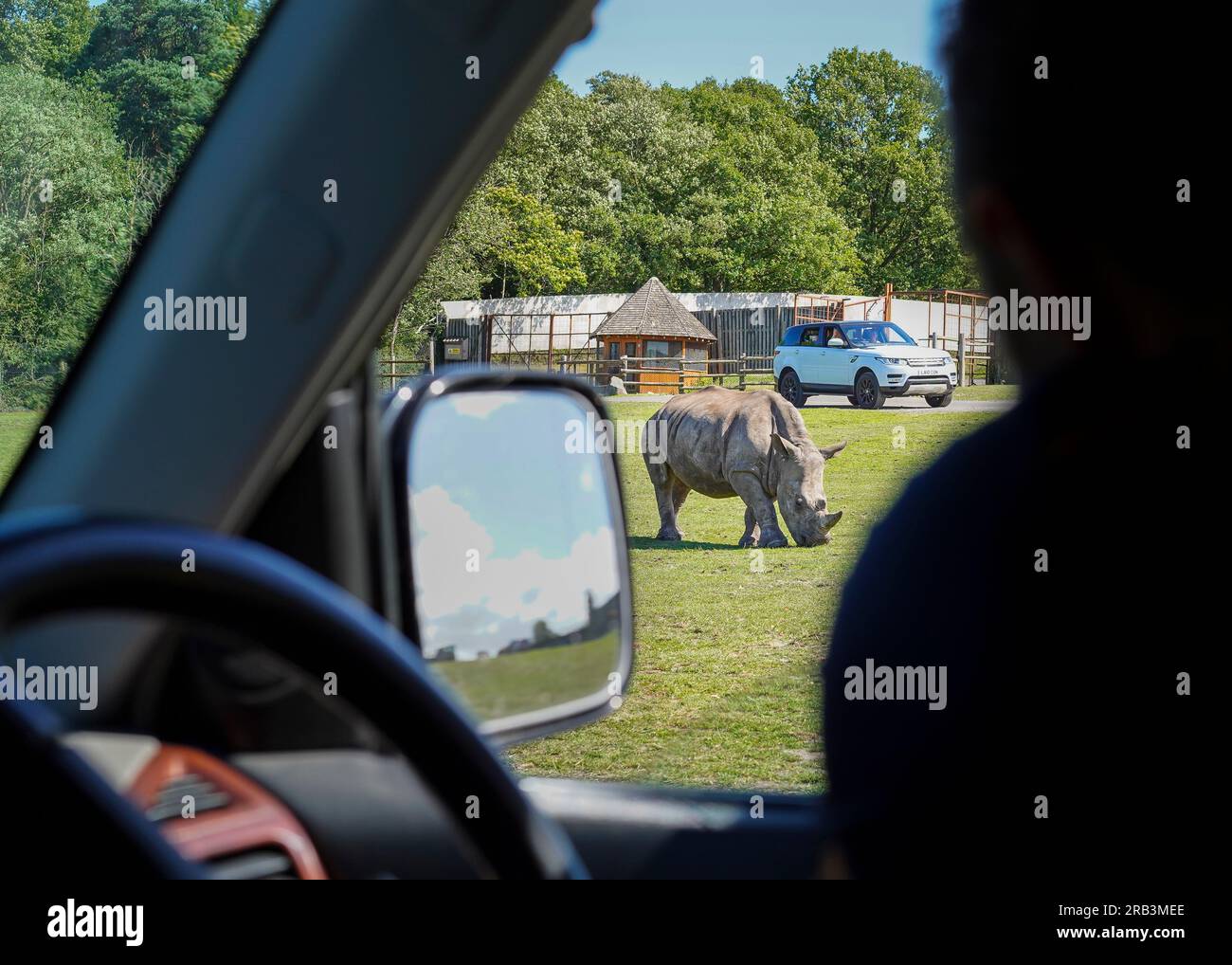 View from a car window of a young rhinoceros in a drive through safari ...