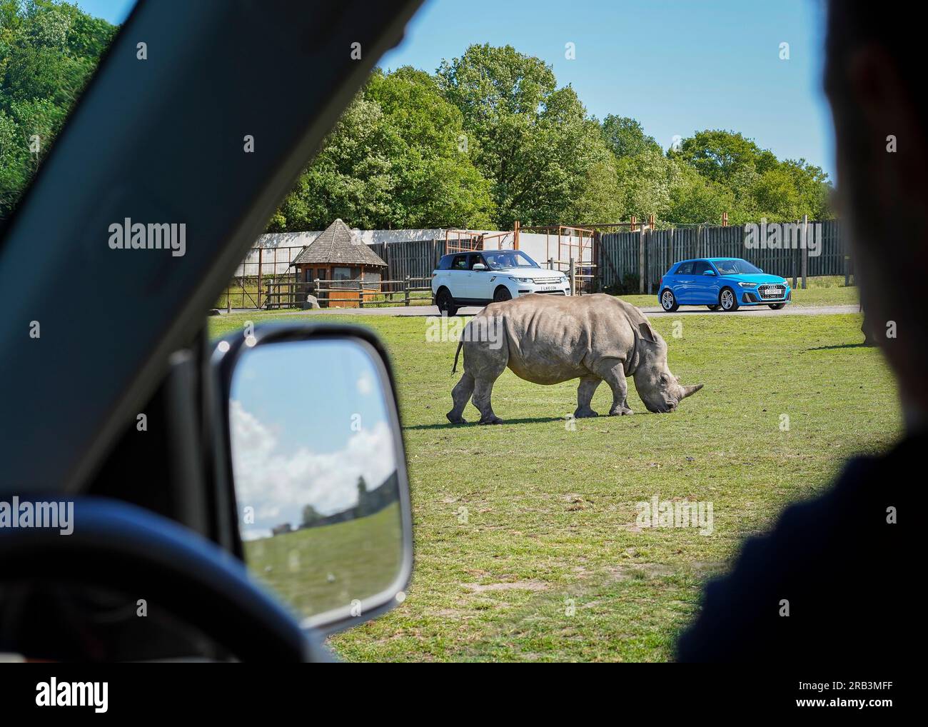 View from a car window of a young rhinoceros in a drive through safari ...