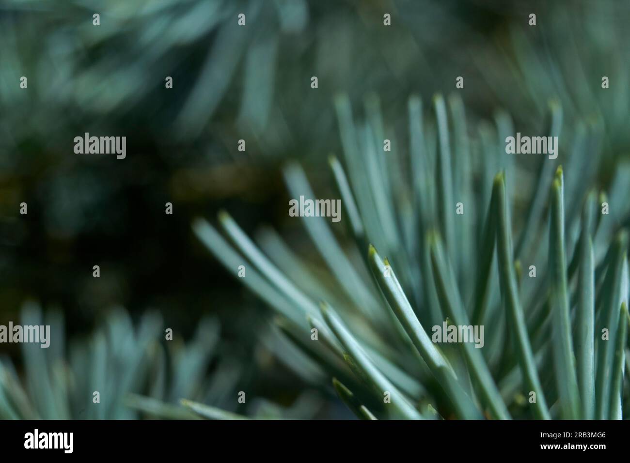 Close up of green fresh young pine needles on a pine tree Stock Photo ...