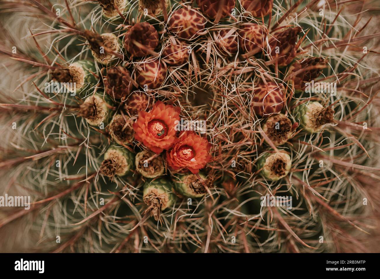 Round cactus barrel with symmetry Stock Photo - Alamy