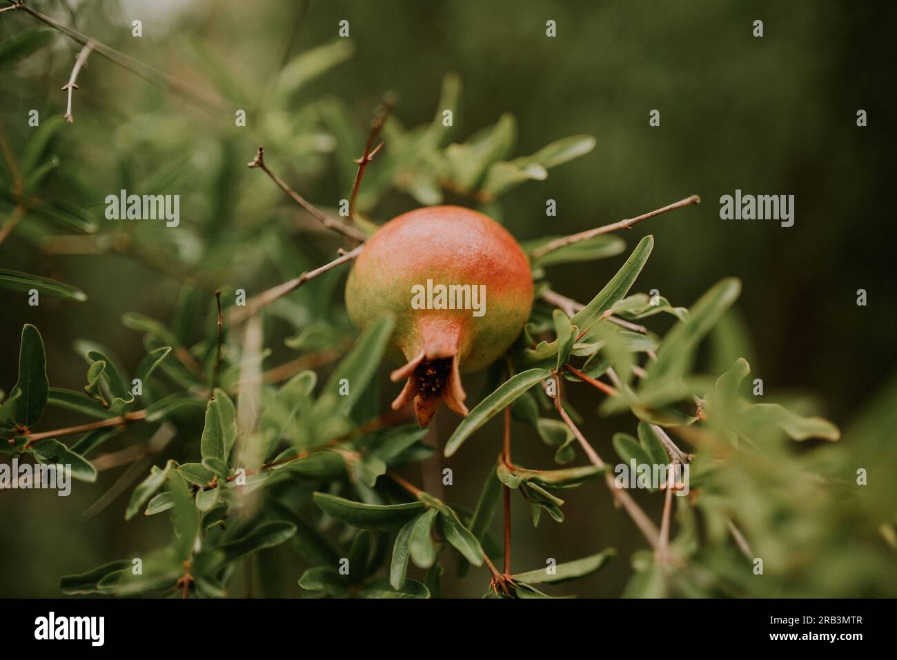 pomegranate growing on a tree Stock Photo - Alamy