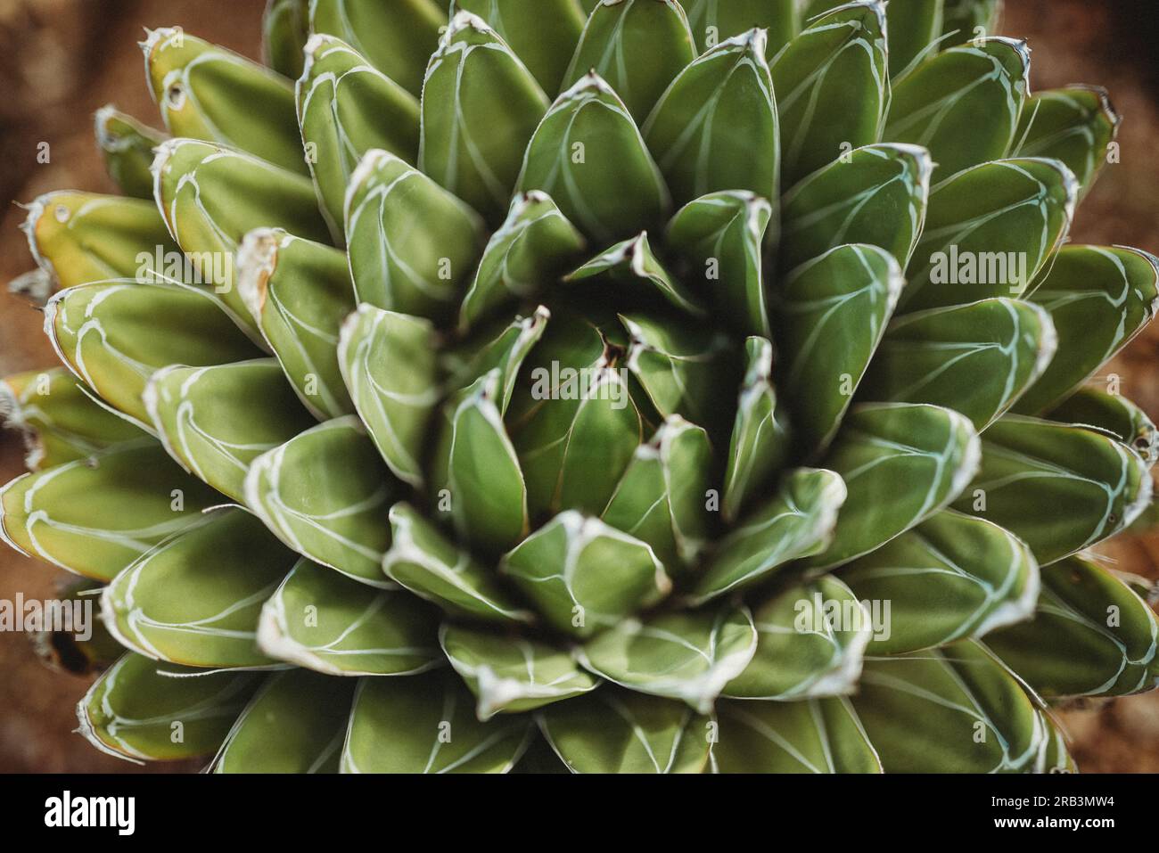 Plant shapes hi-res stock photography and images - Alamy