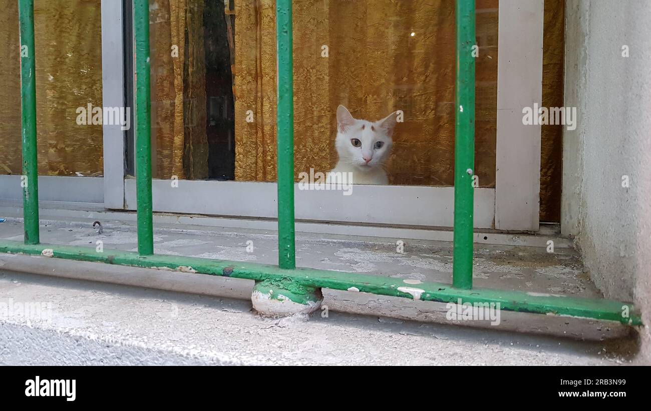 Cats peeking through the window of a house Stock Photo - Alamy