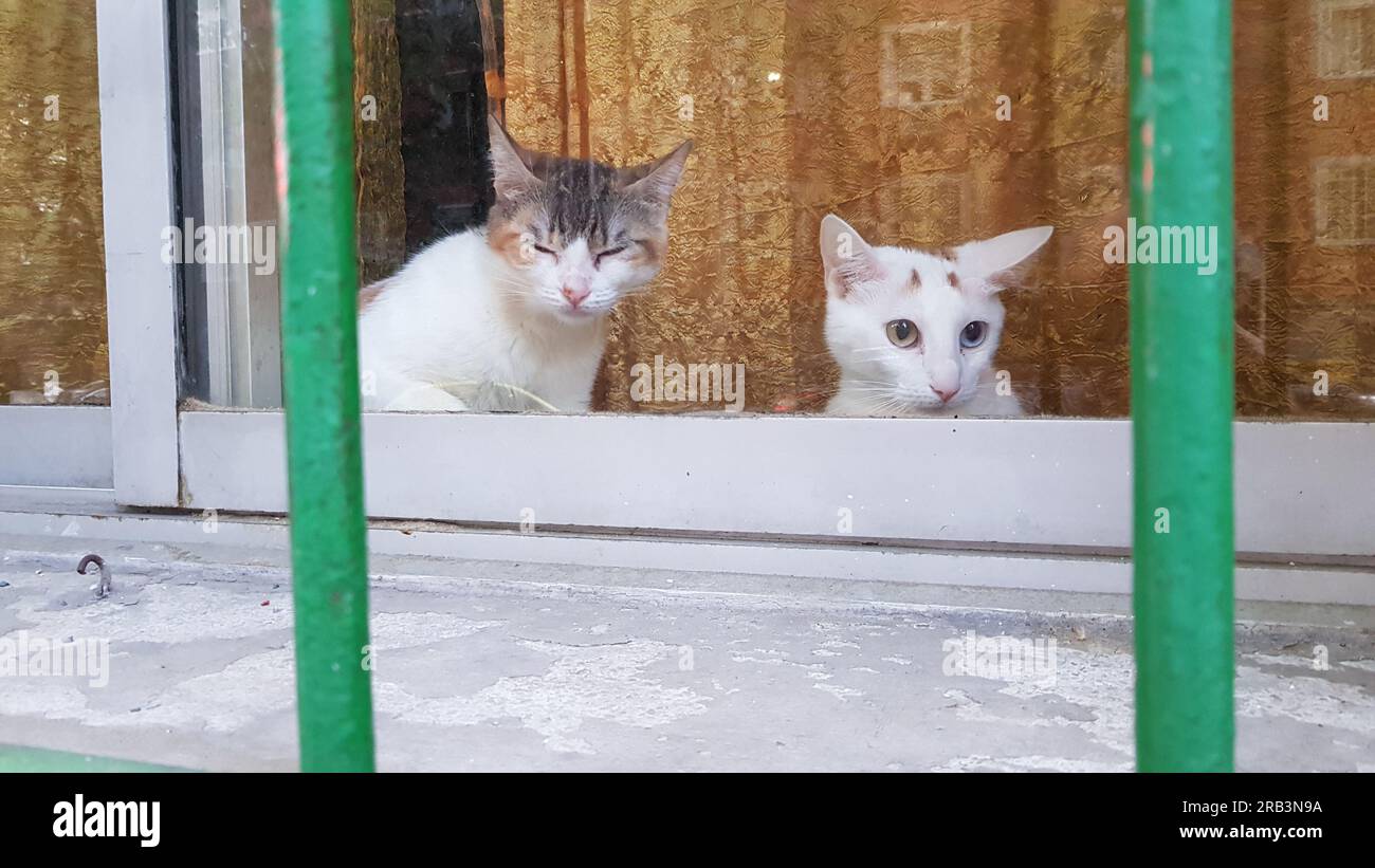 Cats peeking through the window of a house Stock Photo - Alamy