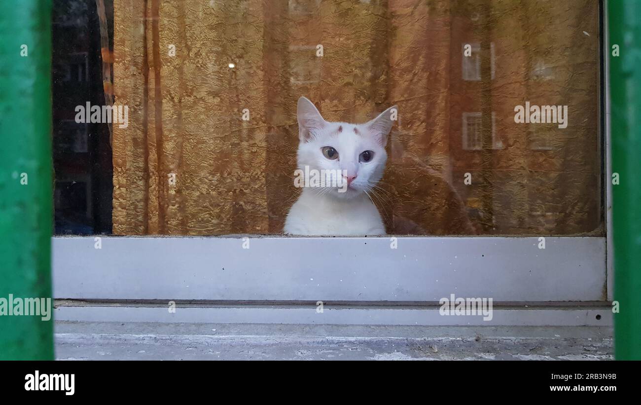 Cats peeking through the window of a house Stock Photo - Alamy