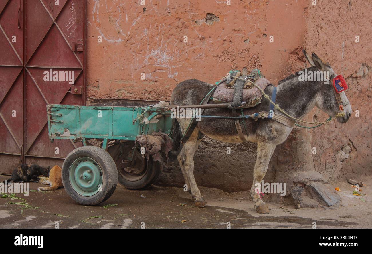 Donkey car hi-res stock photography and images - Alamy