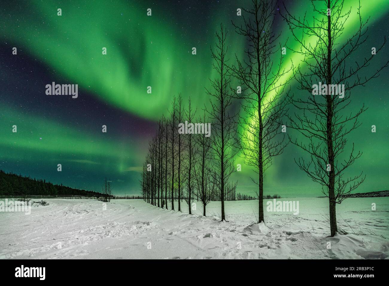 Line of trees standing under the green glow of the northern lights ...