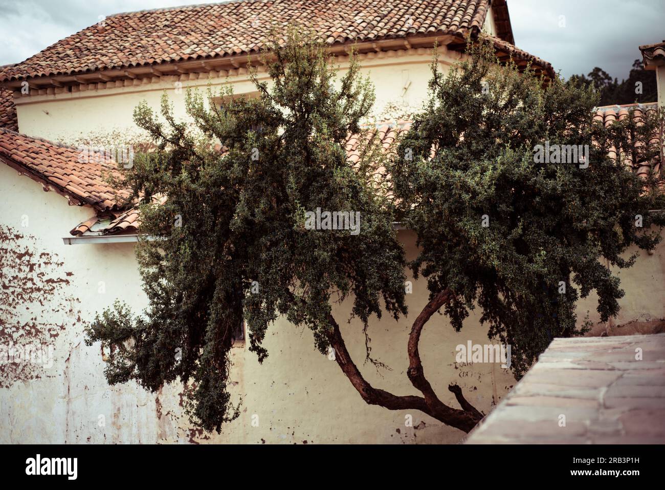 Rugged tree grows against ageing building in cusco Stock Photo - Alamy