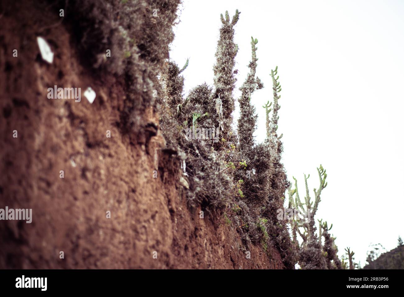 cactus grows from mud wall on city border Stock Photo - Alamy