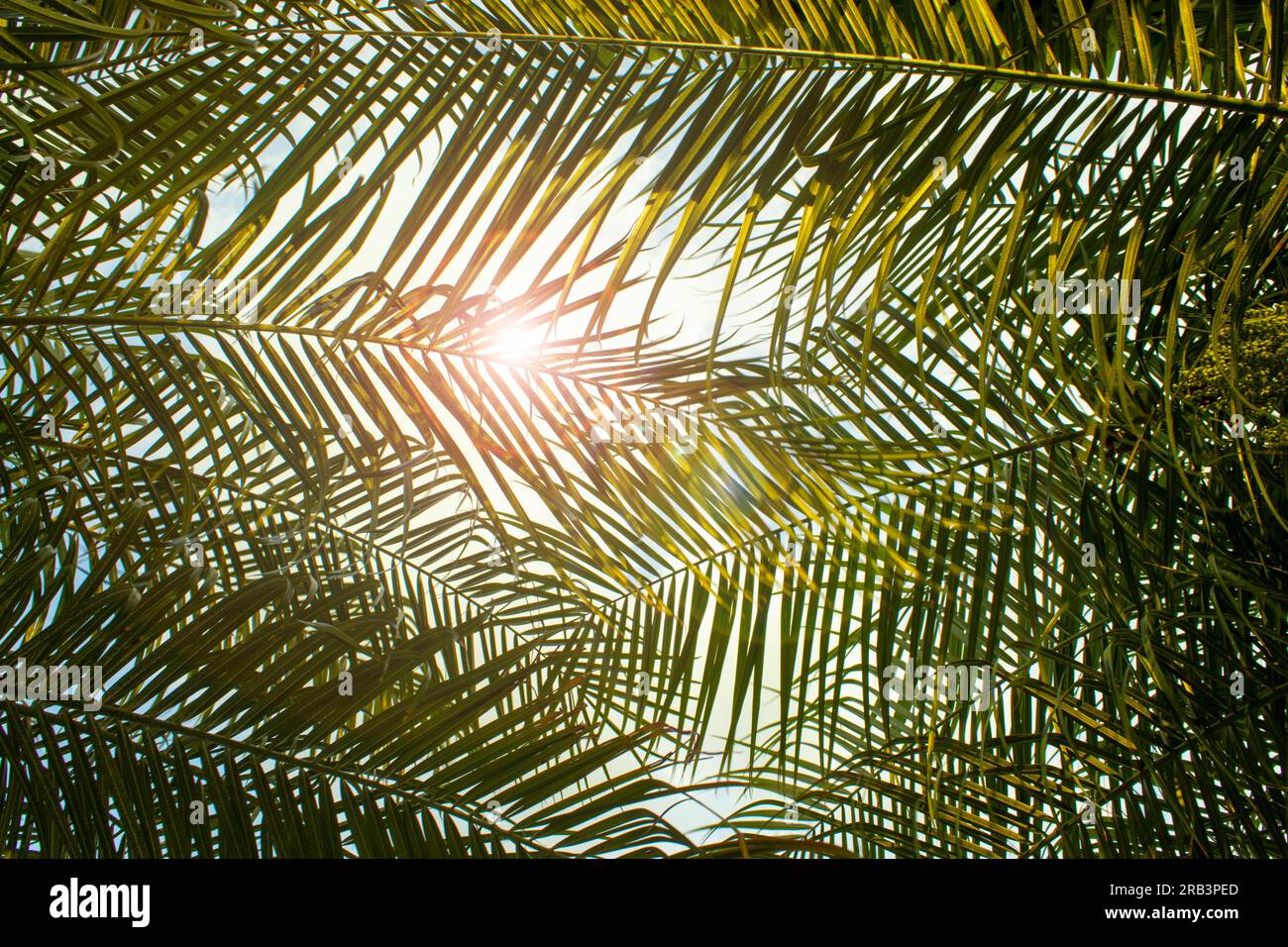 Abstract Background of a Tropical Palm Tree with Sunlight in the Summer ...