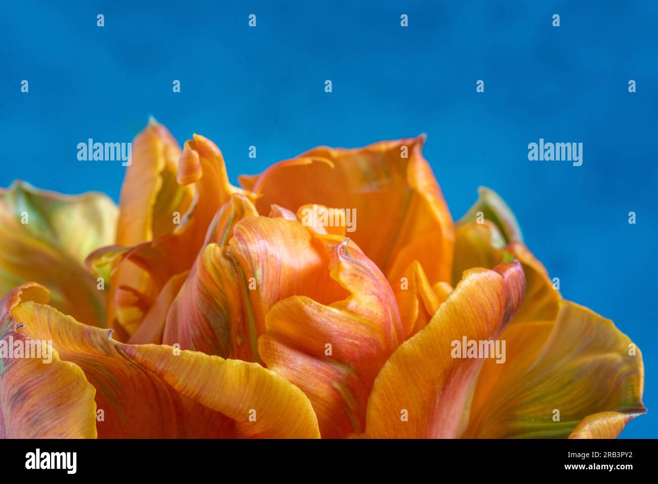 Orange parrot tulip against bright blue background Stock Photo - Alamy