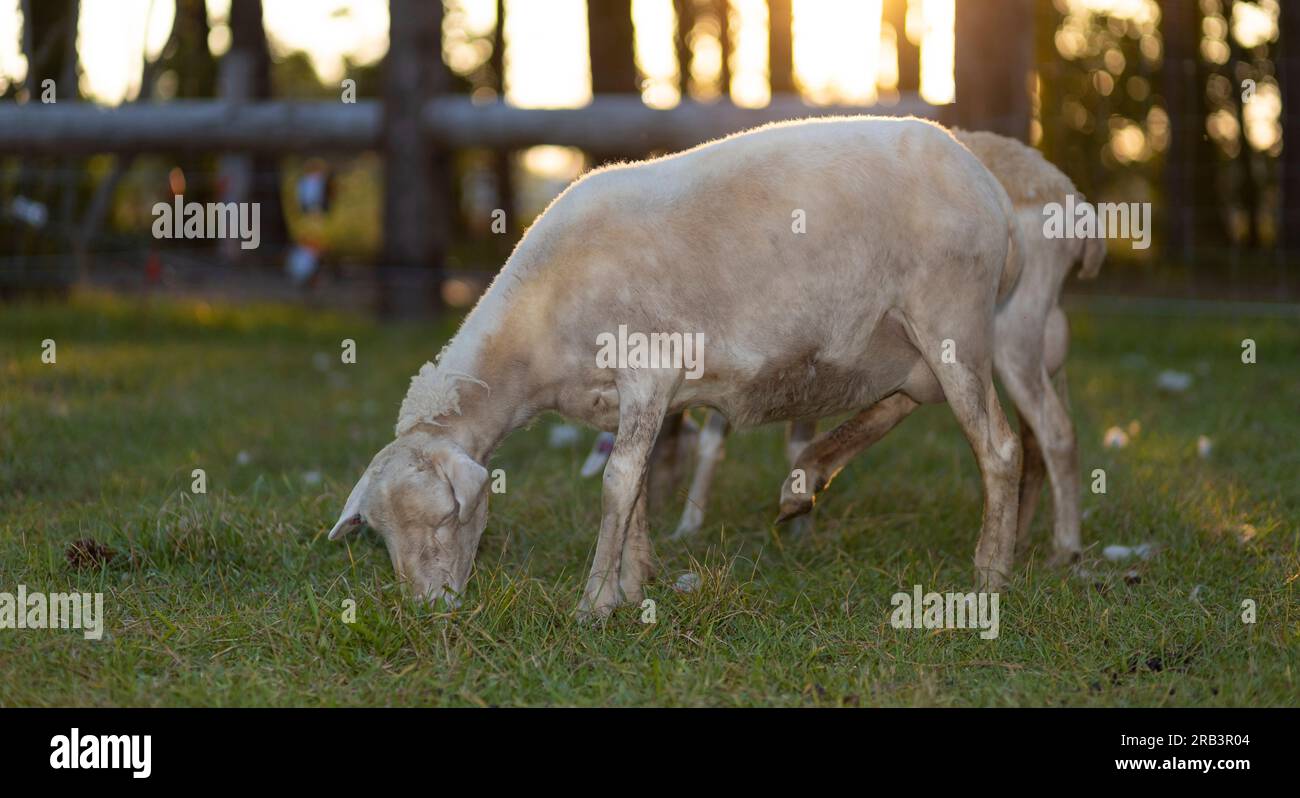 Two Katahdin sheep ewes eating spring green grass with the sun going ...