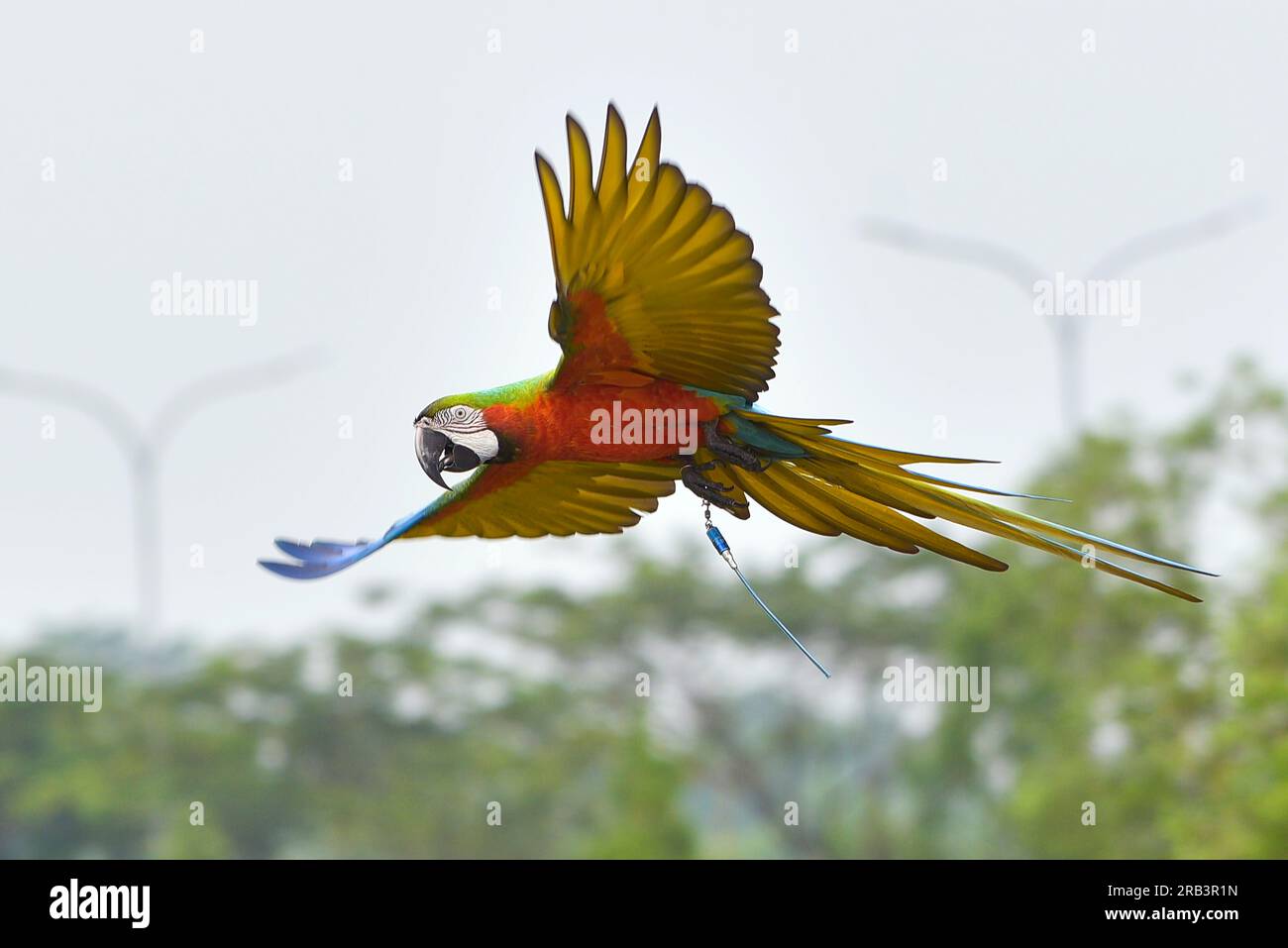 Macaw parrots fly freely in the sky Stock Photo - Alamy