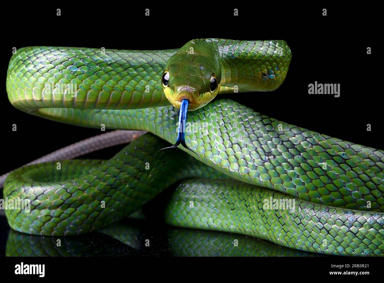 Green banded tailed hi-res stock photography and images - Alamy