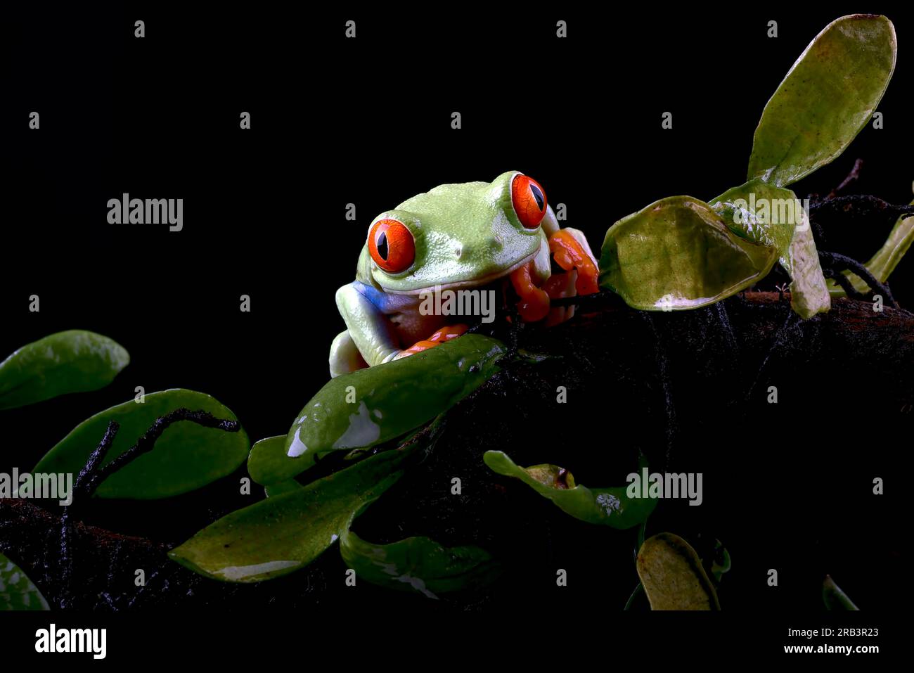 Red eyed tree frog in the bush Stock Photo - Alamy
