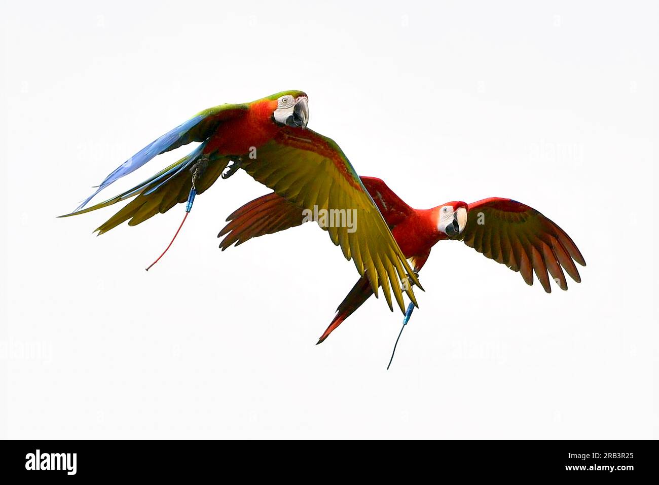 Macaw parrots fly freely in the sky Stock Photo - Alamy