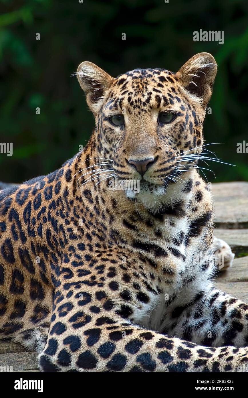 Javan tiger hi-res stock photography and images - Alamy
