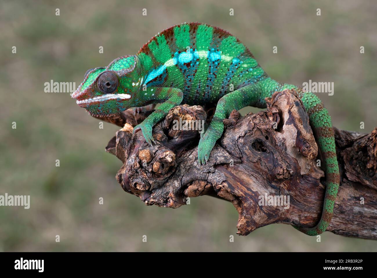 Head close up of a chameleon panther Stock Photo - Alamy