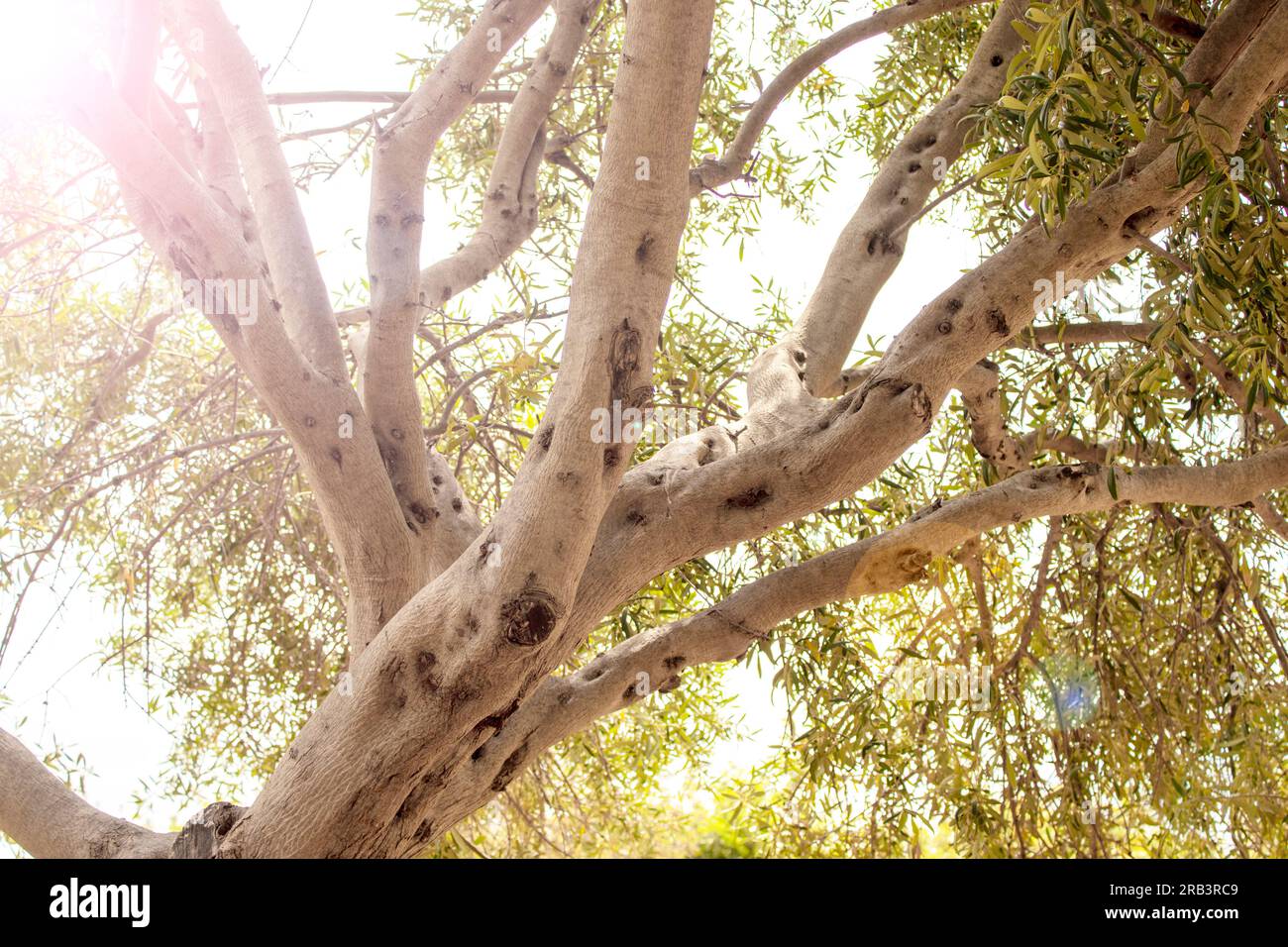 Crown of an Olive Tree. Olive Trees Garden. Mediterranean Olive Orchard ...