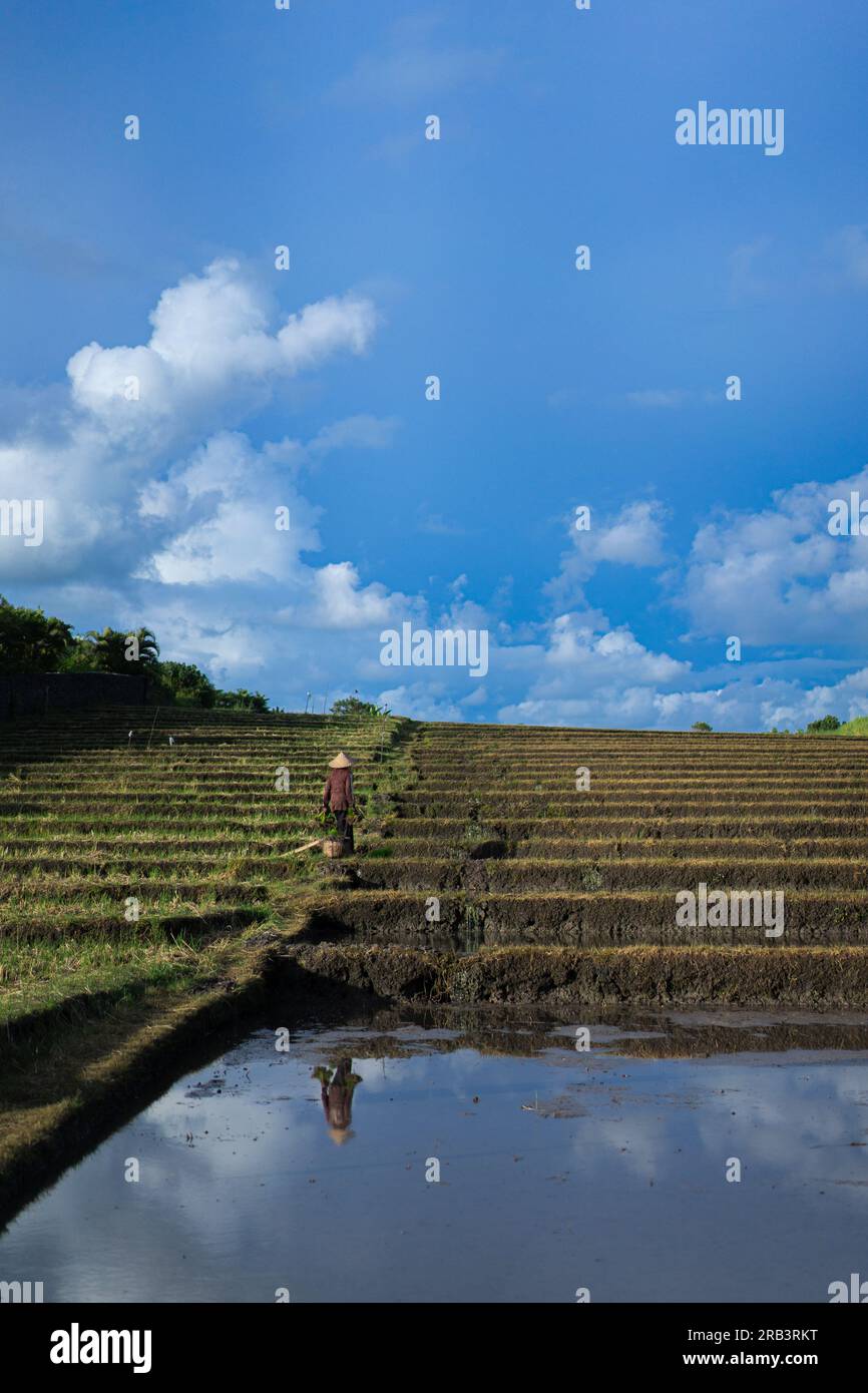 Indonesian man in rice hi-res stock photography and images - Alamy