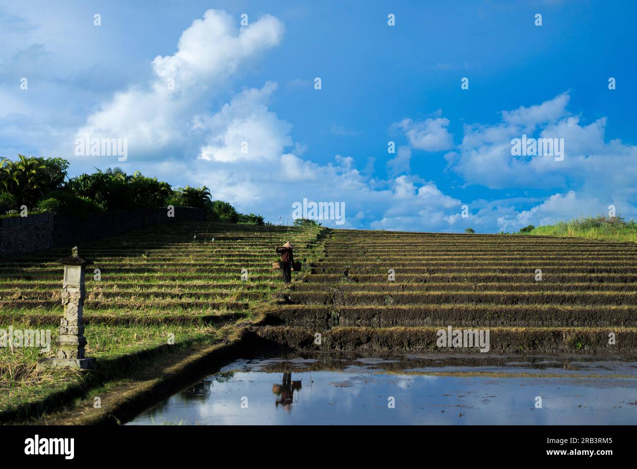 Indonesian man in rice hi-res stock photography and images - Alamy