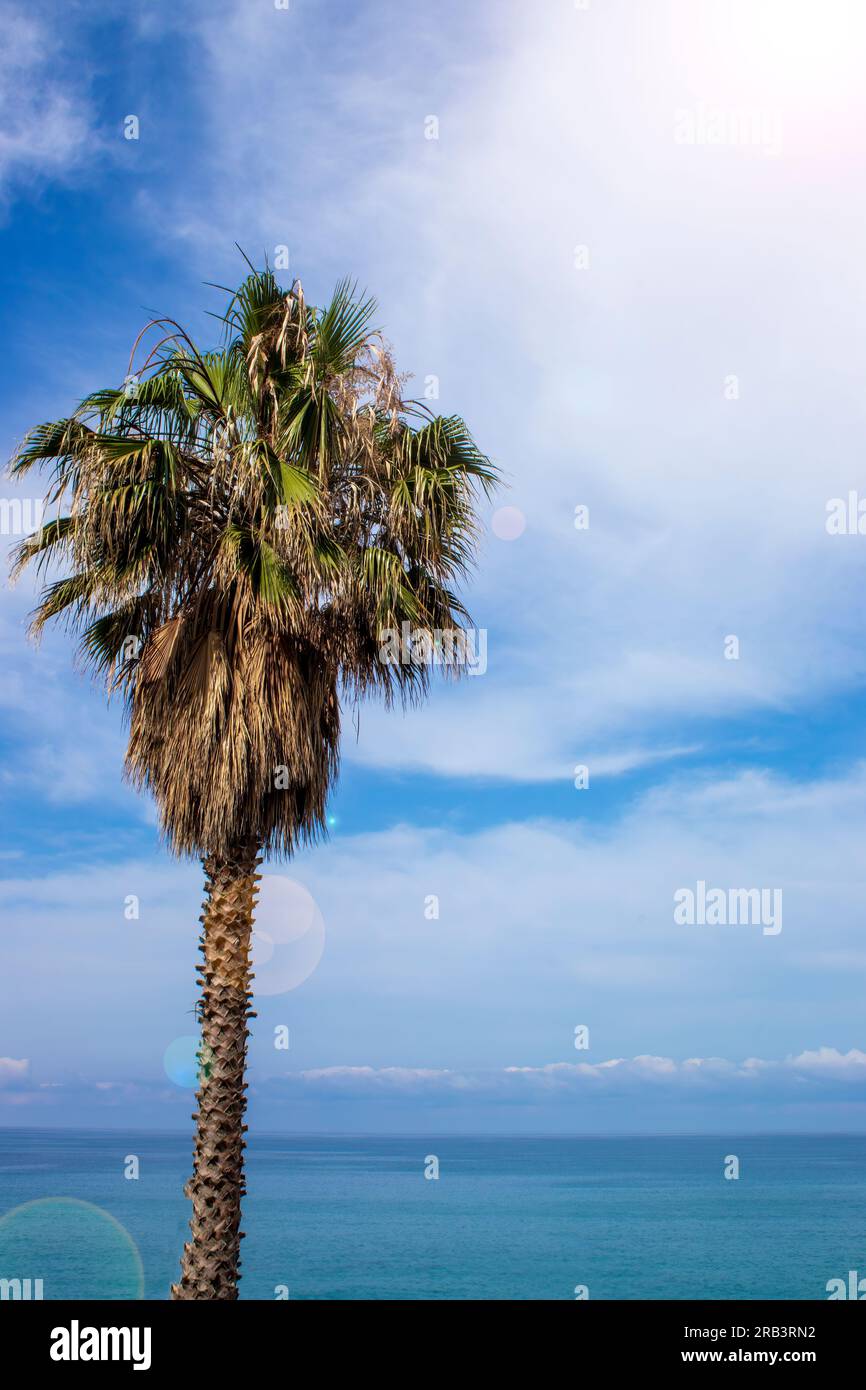 Palm Tree on the Beach. Tropical Beach with Coconut Trees and Turquoise ...