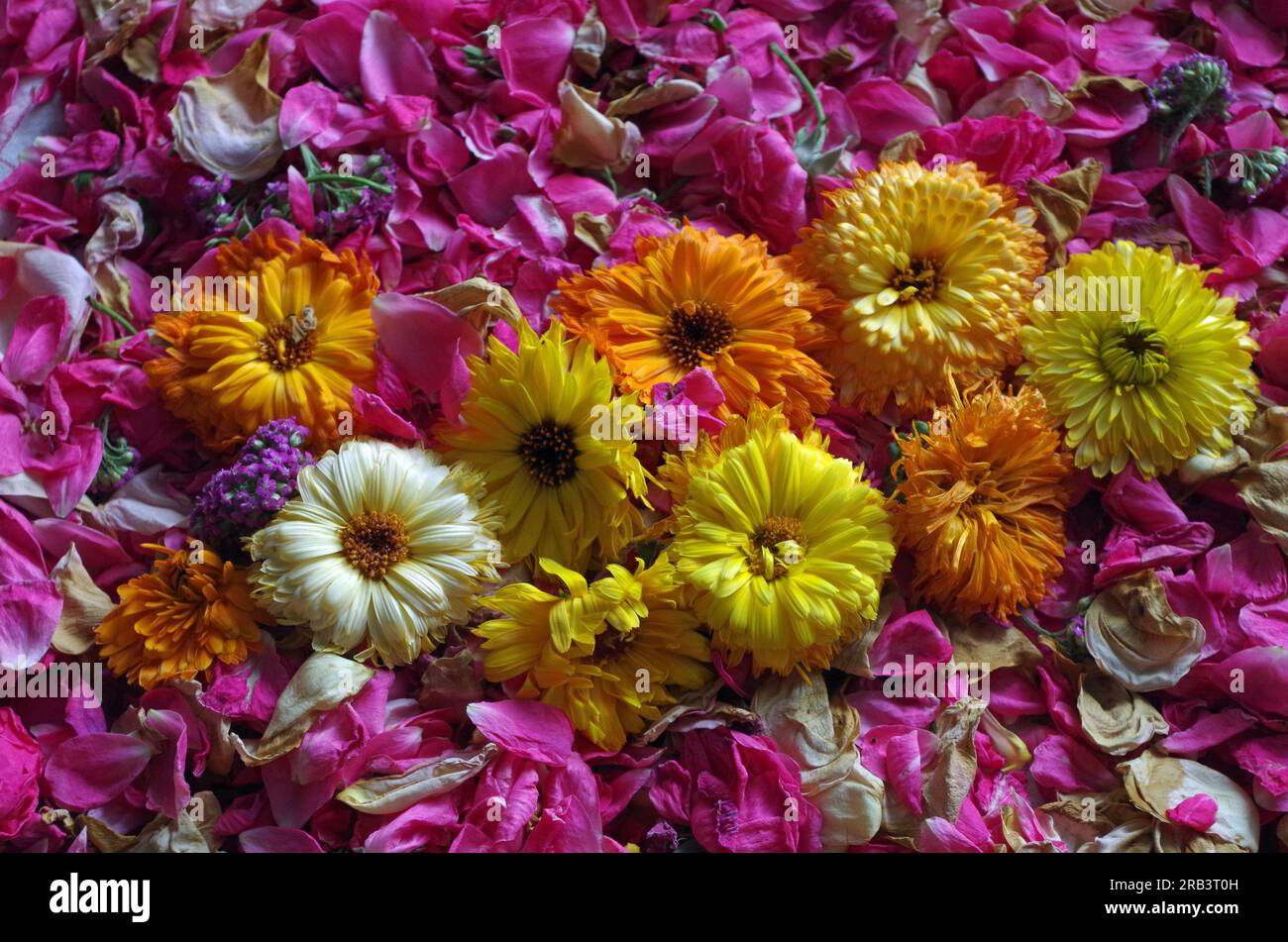 Wilted flowers garden hi-res stock photography and images - Alamy