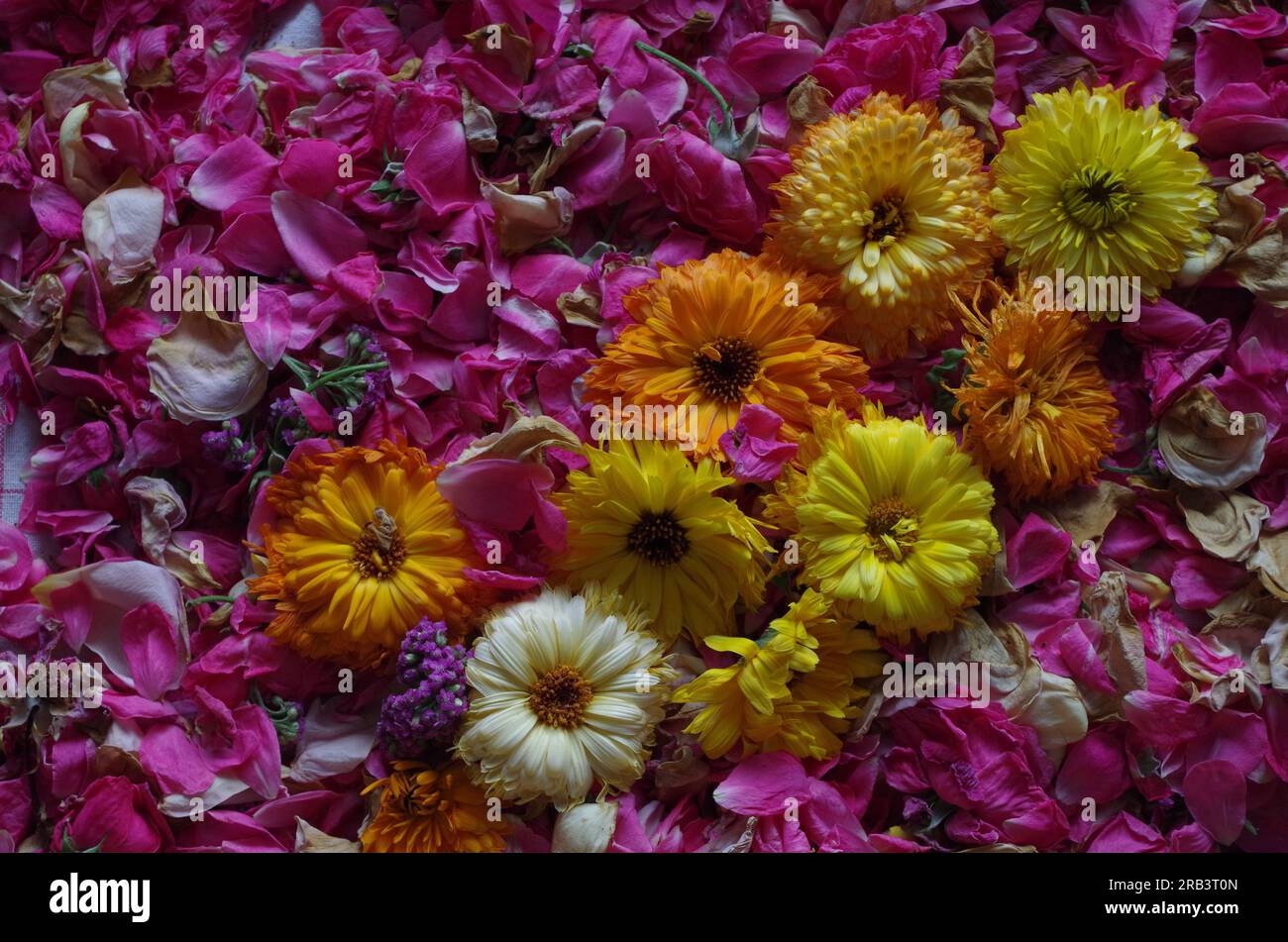 Welke bluten hi-res stock photography and images - Alamy