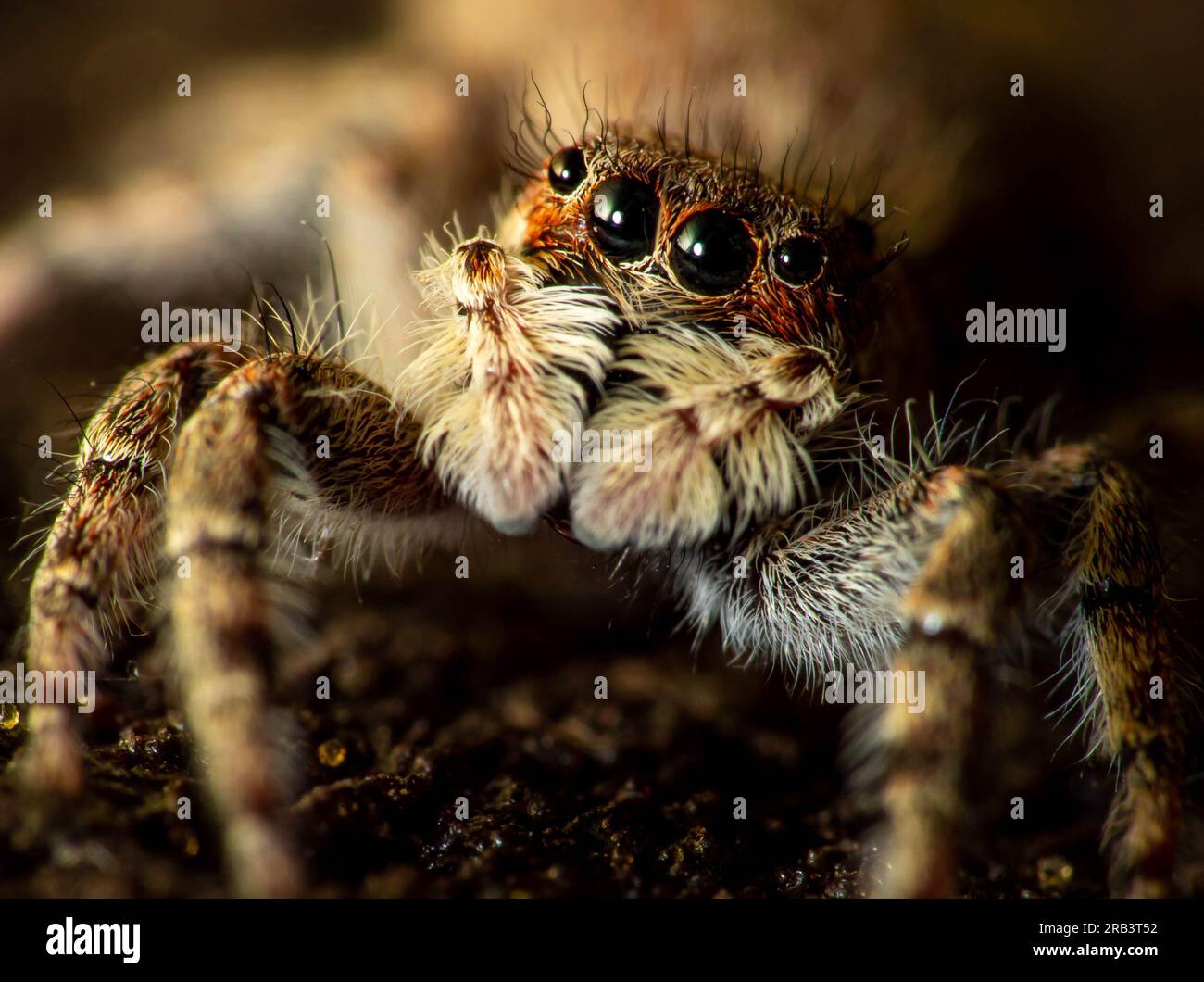 Extreme close-up macro photograph of a jumping spider, showing ...
