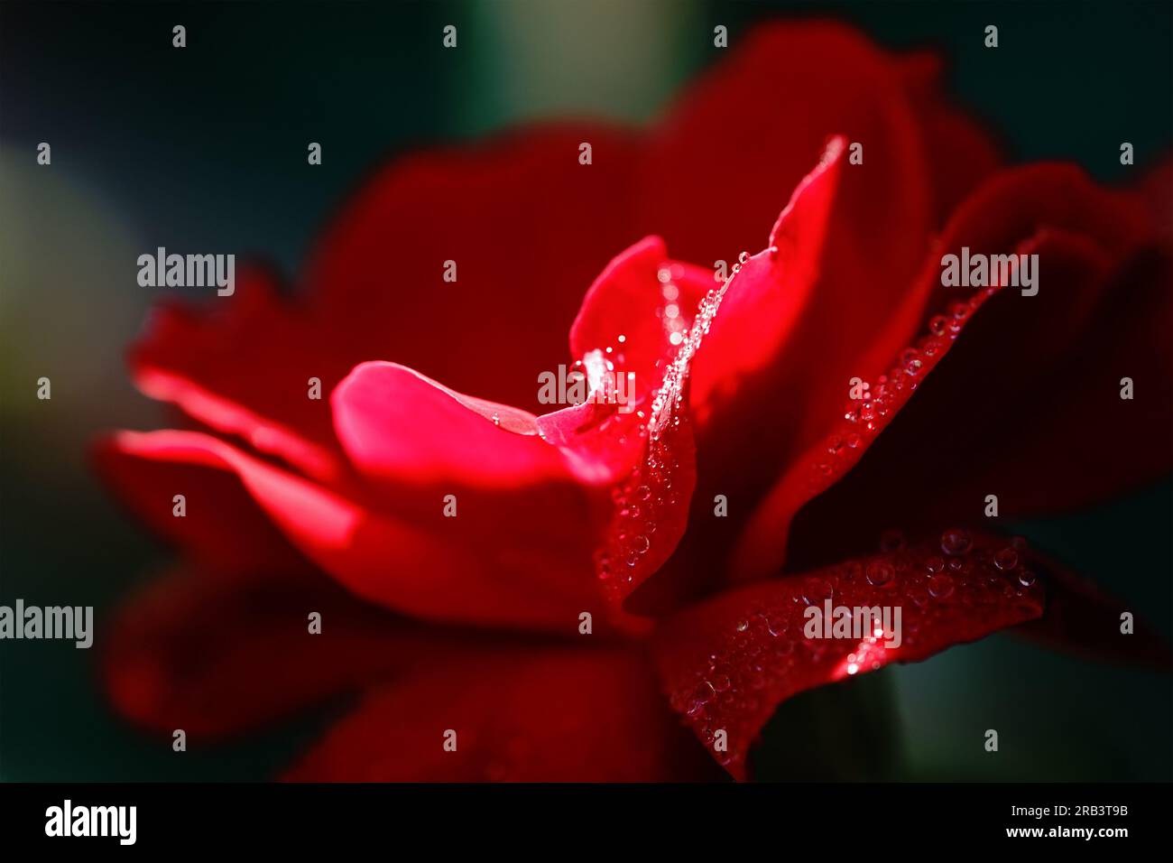 Morning dew on a rose hi-res stock photography and images - Alamy