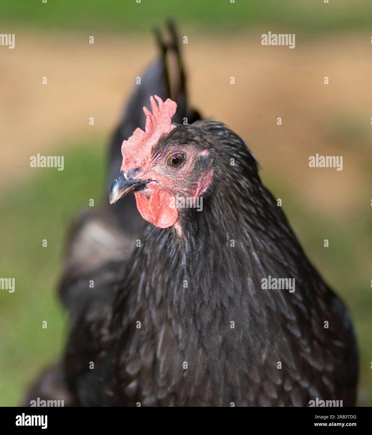 Black Australorp chicken hen that looks mad at getting up so early and ...
